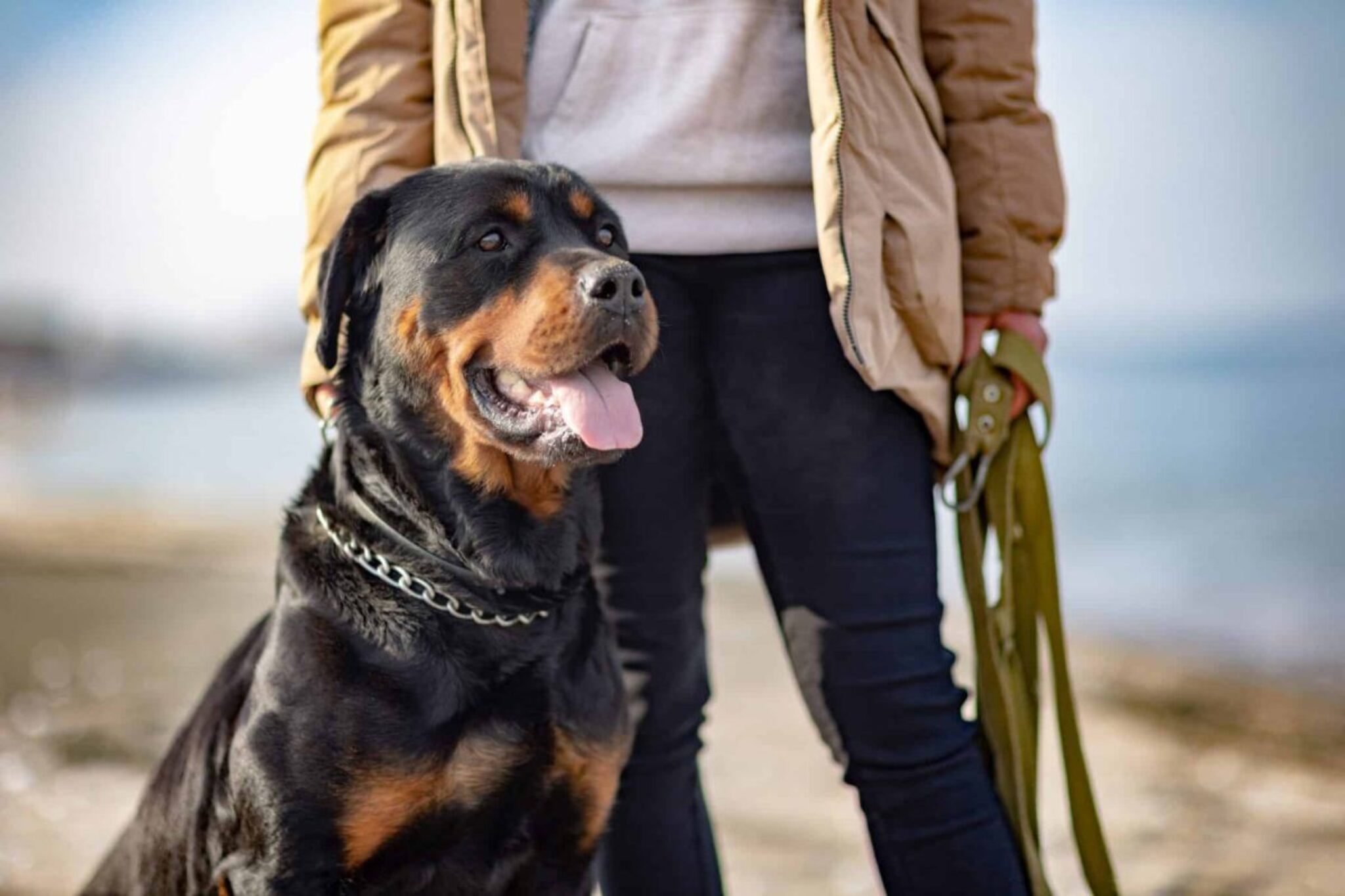 11 Guardian Dog Breeds That Protect What Matters Most – Best Deals for ...